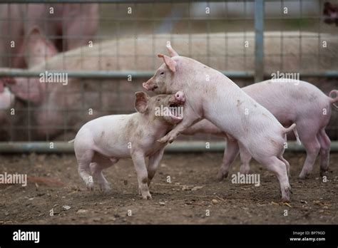 Kleine Ferkel Fotos Und Bildmaterial In Hoher Auflösung Seite 2 Alamy