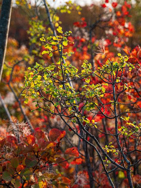 Pb090029 John G Biddlecombe Flickr