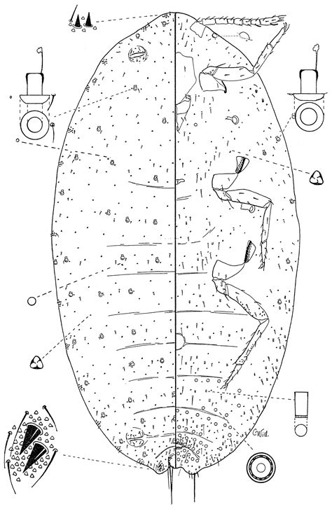 Figura 18 In Revisión Taxonómica De Pseudococcus Westwood Hemiptera