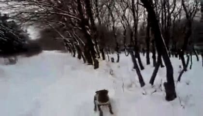 зима собака собакен песель пес живность гиф анимация