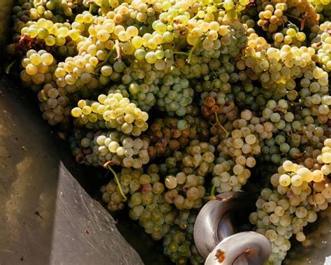 Pack Wset Level 1 And 2 Award In Wine Online Weeno