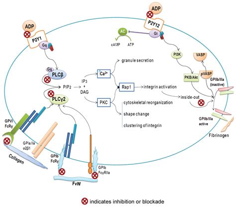 Platelet Aggregation Inhibitors Antiaggregants Platelet Antiplatelet Agents Platelet