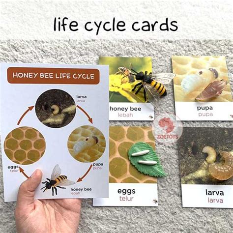 Jual Zoetoys Life Cycle Cards Flashcards Kartu Siklus Hidup Hewan Of