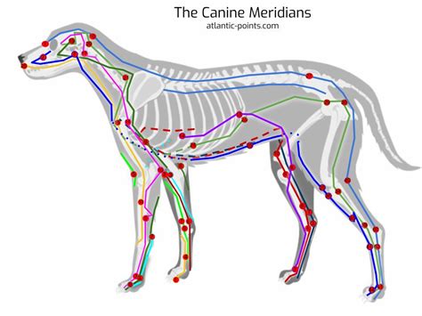 Printable 12 Meridians Chart