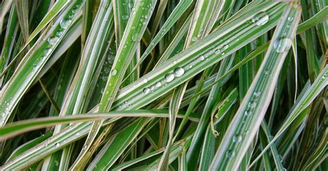 How To Get Rid Of Sedge Grass The Garden Magazine