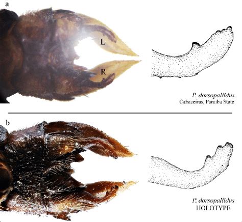 Progomphus Dorsopallidus Ventral View Of Anal Appendages Showing Both Download Scientific