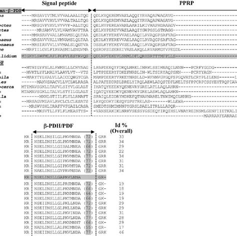 Nucleotide Sequence And Its Deduced Amino Acid Sequence For The A