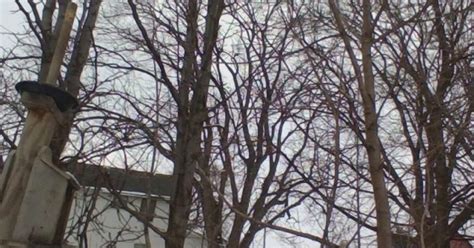 Northeast Ohio Groups Look To Reverse Trend Of Disappearing Tree Canopy Mark Simakovsky