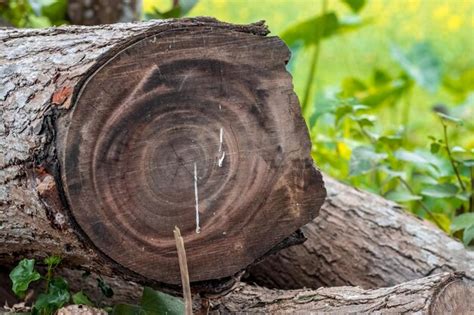 Tree Chopped Images Free Download On Freepik