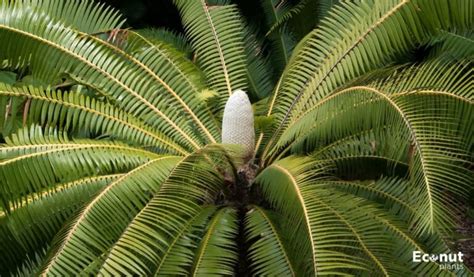 Dioon Edule Plant Growing And Caring Information And Tips