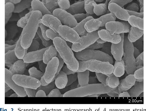 Table 1 From Characterization Of Acetobacter Pomorum Kjy8 Isolated From