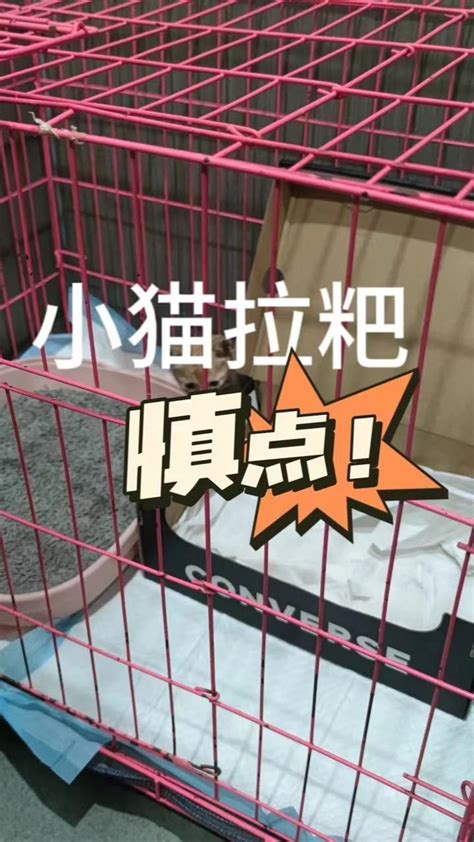 祝贺成型便便腾讯视频