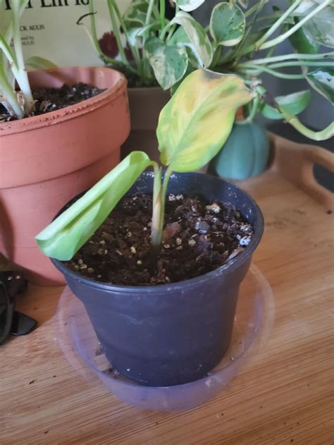 Prayer Plant Grew New Leaf And The Other Ones Promptly Died R