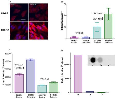 Detection Of Reactive Oxygen Species Ros Figure 3a Detection Of Ros