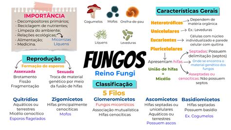 Mapa Mental Fungos Com Ciência Hotmart