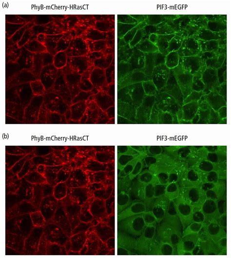 Photostimulation Time Lapse Imaging Of Live Hela Cells Using Confocal