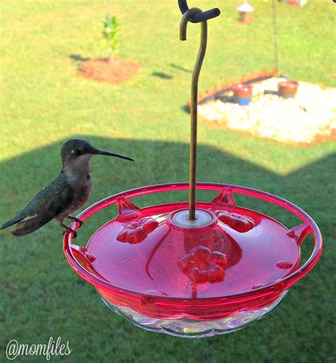 Best Hummingbird Feeder Location Accesstery