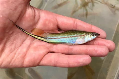 Swordtail Fish Species Profile And Complete Care Guide