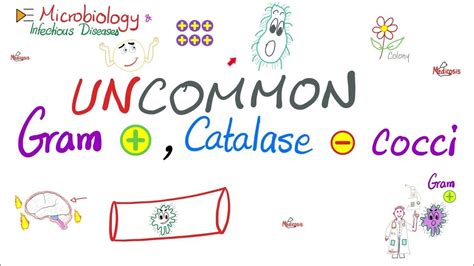 Uncommon Gram Positive Catalase Negative Bacteria Microbiology 🧫