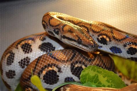 11 Most Colorful Snakes In The World Youll Want To See These Beauties