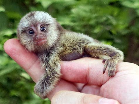 Look At That Tiny Monkey Scrolller