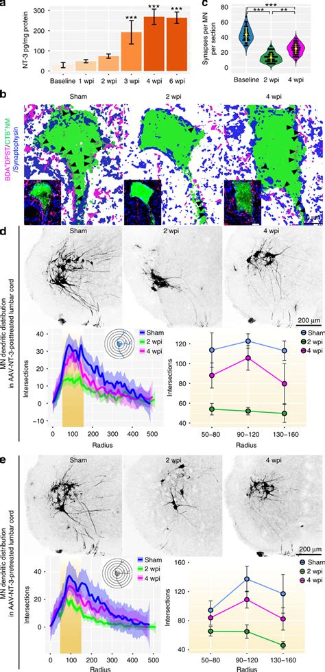 Nt 3 Induced Neuroplasticity Of Lumbar Mns Following Contusion A Bar Download Scientific