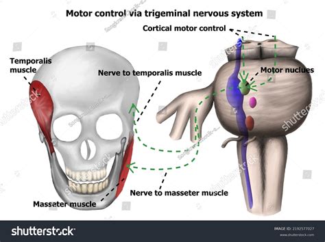 Pathway Muscle Control Via Trigeminal Nerve ภาพประกอบสต็อก 2192577027