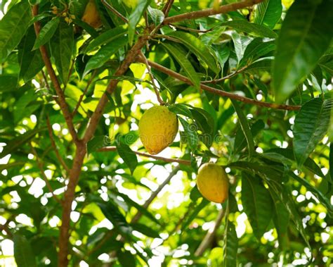 Pouteria Lucuma Fruits Or Canistel Cupcake Fruit Eggfruit Hanging On