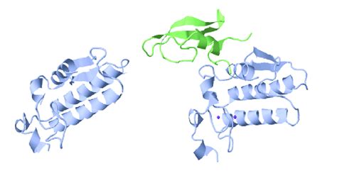 Three Dimensionl Structures Of Notexin Left Westerlund Et Al 1992