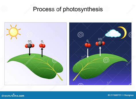 Photosynthesis Leaf Vector Illustration Labeled Educational Process