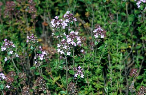 Thymus Vulgaris Common Thyme Shrubsrhs