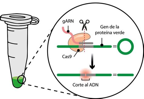 Qué Es El Crispr