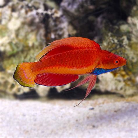 Blue Throat Fairy Wrasse Cirrhilabrus Cyanogularis