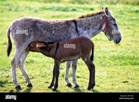 Donkey Female With Cute Foal Nursing At Pasture Portrait Profile Stock