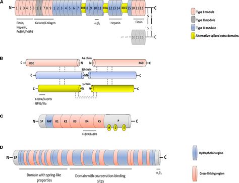 Frontiers The Multivalent Role Of Fibronectin Binding Proteins A And