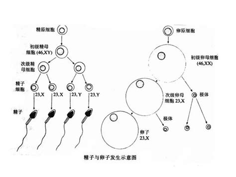 生殖系统解剖图示注解 知乎