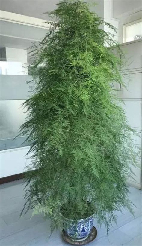 文竹花盆图片文竹盆栽图片文竹盆景大山谷图库