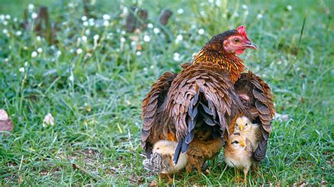 Jesus And Mother Hen Chicks