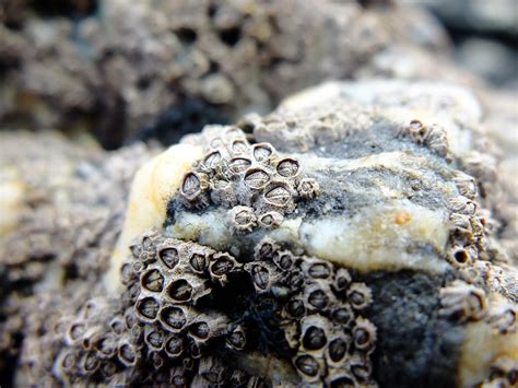 Type Of Tiny Shells On A Rock In South Portugal Rmacroporn