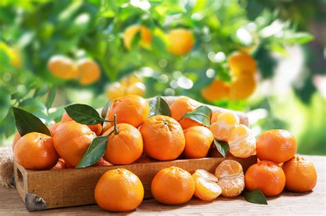 Tangerine Health Benefits Uses Growing Tips
