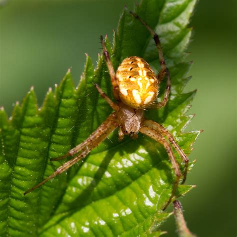 Neoscona Arabesca Arabesque Orbweaver Neoscona Arabesca