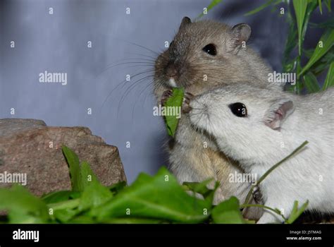 Mammal Rodent Mongolian Mouse Meriones Unguiculatus Rennmaus