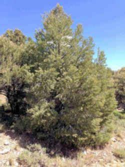 Nevada State Tree Singleleaf Pinyon Information