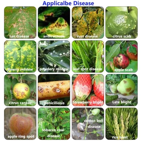 High Quality Fungicide Mancozeb 80wp 8018 01 7 Control Tomato Early