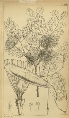 Lysiloma Sabicu Useful Tropical Plants