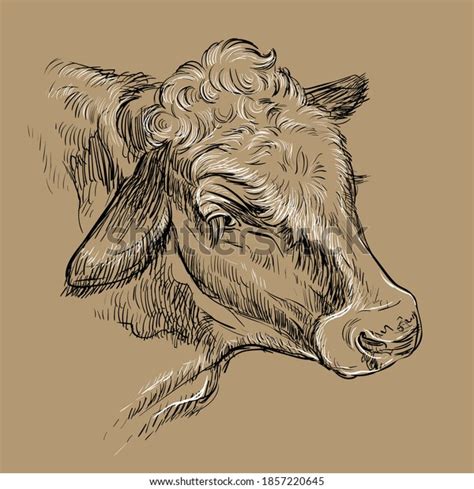 6 Dreamy Bull Stock Vectors Images And Vector Art Shutterstock