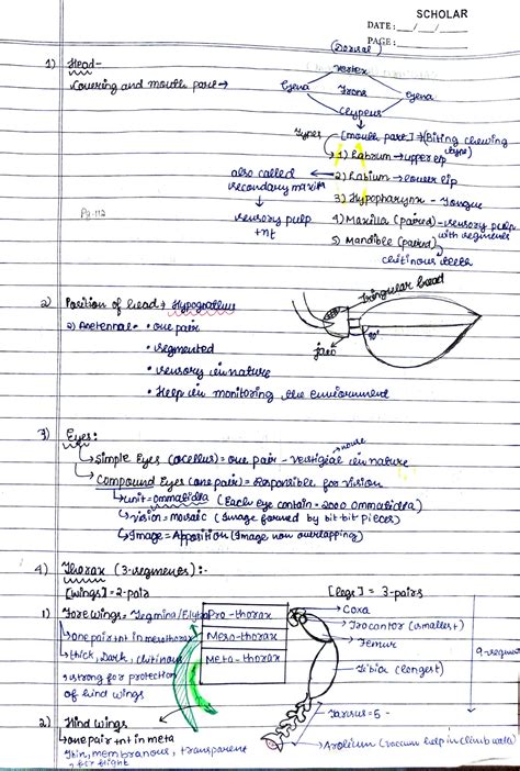 Solution Cockroach Morphology Short Notes Studypool