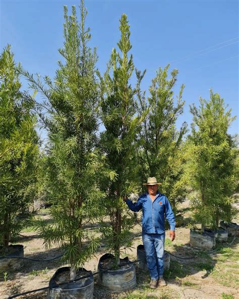 Reasons Why Your Podocarpus Might Be Turning Brown