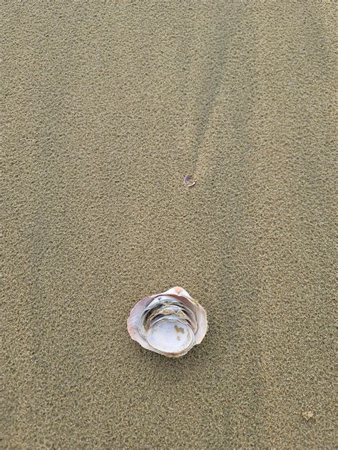 조개껍질 쌓기 Stacking Seashells 2024