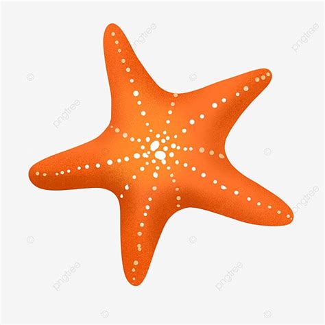 Descargar Archivo Naranja Verano Dibujos Animados Estrellas De Mar Png